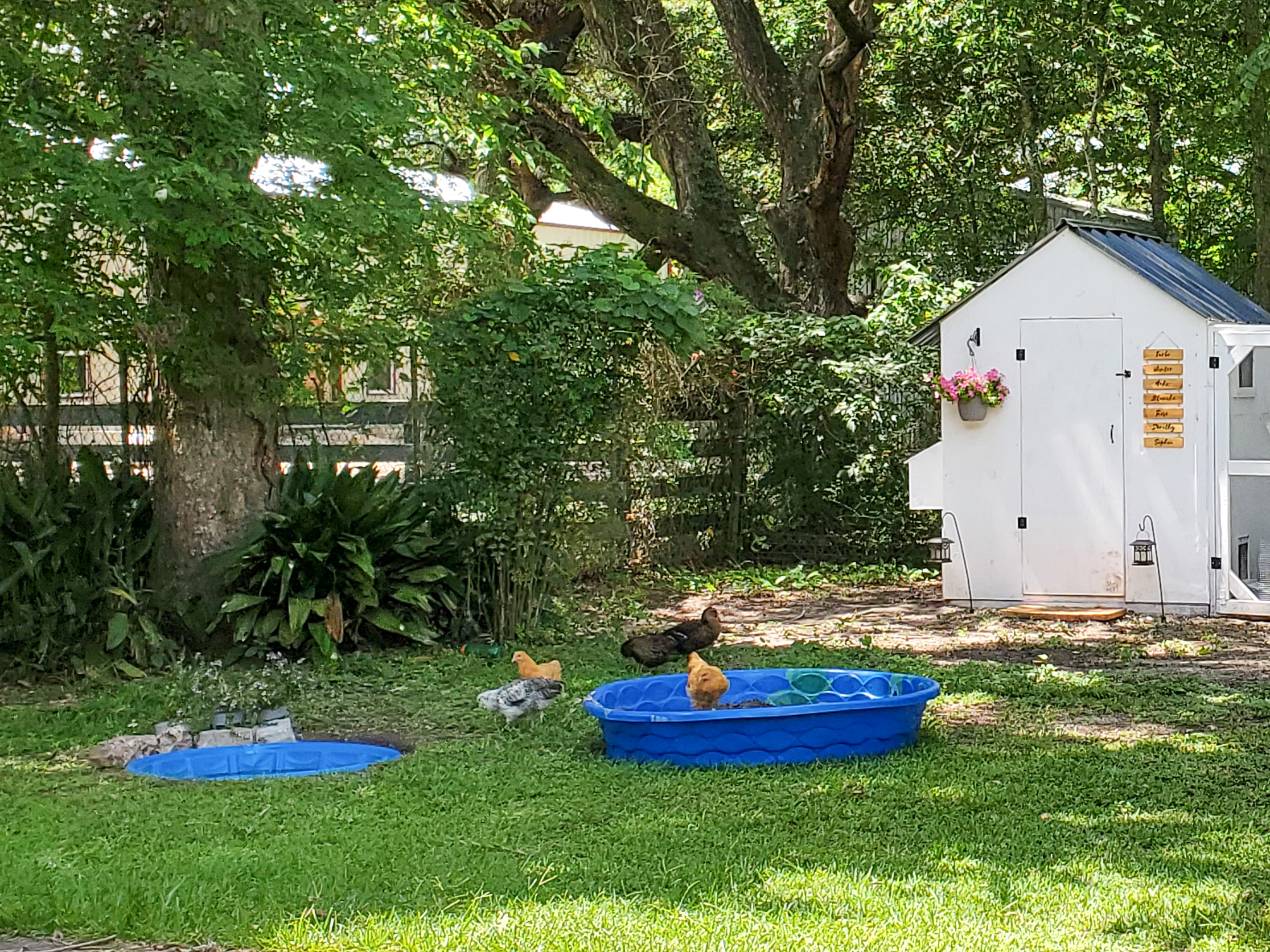 Everything You Need to Know for a DIY Duck Pond - Atomic Mom ...